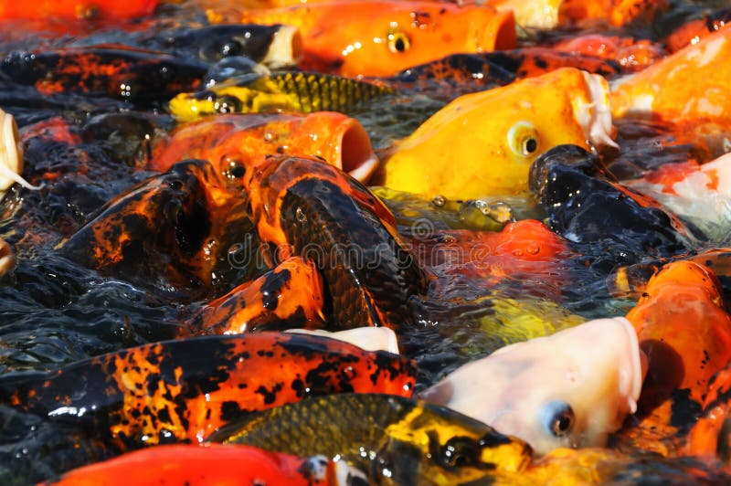 Frantic fish stock photo. Image of underwater, twobar - 21361244