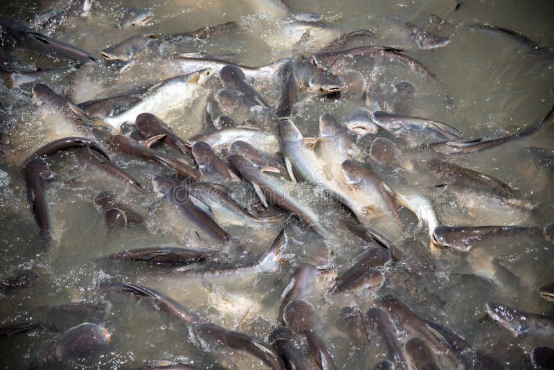 Feeding Frenzy of Fish stock photo. Image of despair - 56089602