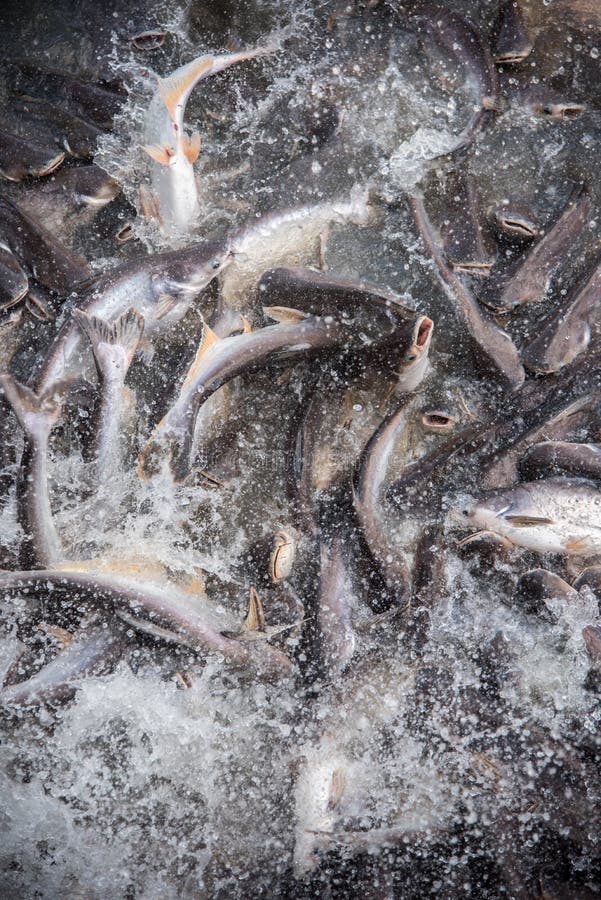 Feeding Frenzy of Fish stock image. Image of pets, catfish - 56089629