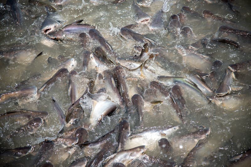 Feeding Frenzy of Fish stock photo. Image of fish, river - 56089630