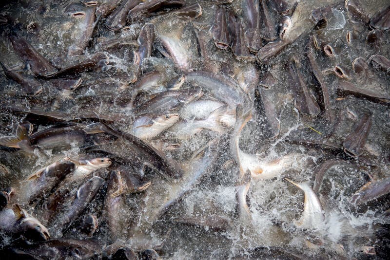 Feeding Frenzy of Fish stock photo. Image of hysteria - 56089908