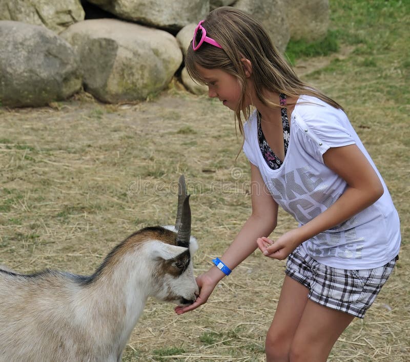 Feeding friendly goat stock photo. Image of animal, goat - 15398996