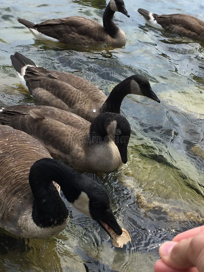 Feeding the geese stock image. Image of geese, water - 146568309