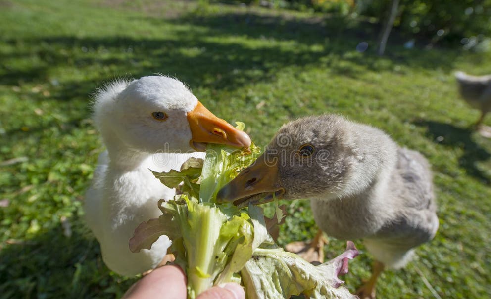 Feeding geese stock photo. Image of white, breed, gree - 93995918