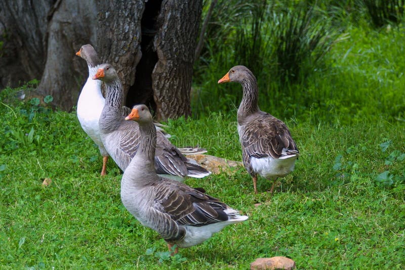 Feeding geese stock image. Image of herd, domestic, wildlife - 171328287
