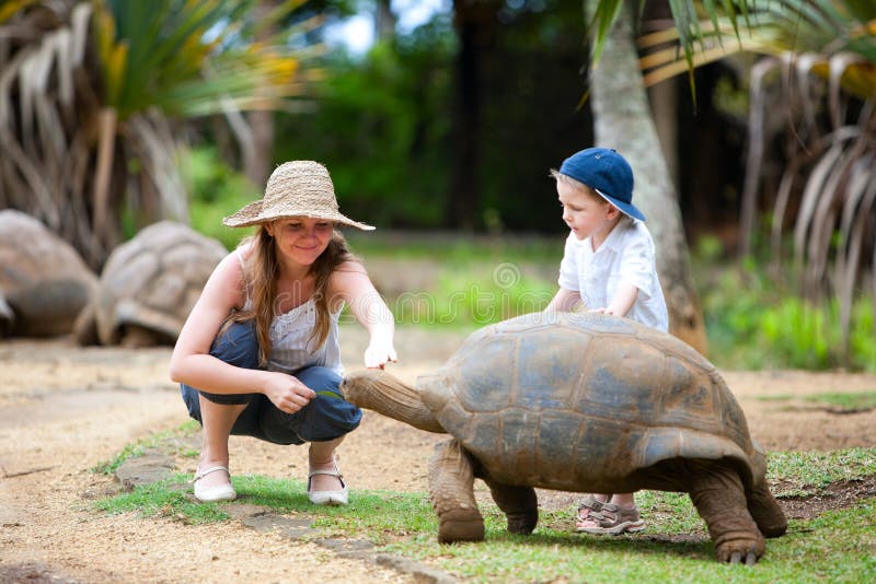 Feeding Giant Turtle stock image. Image of mauritius - 10735773
