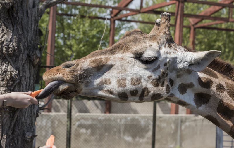 Feeding Giraffe Sweet Carrots Stock Photo - Image of background, wild ...