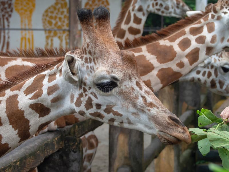 Tourists feeding giraffes stock image. Image of prepared - 148526885