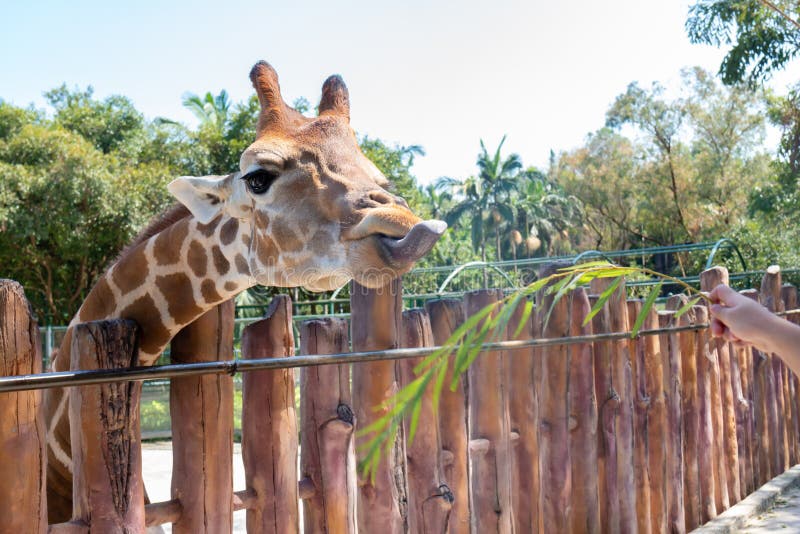 Feeding giraffe in zoo stock photo. Image of animal - 128048800