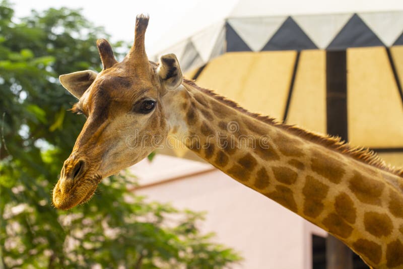 Feeding a Giraffe in the Zoo Stock Photo - Image of animal, group ...