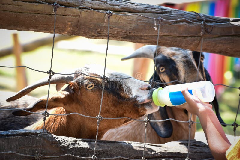 Feeding a goat stock image. Image of crate, milk, feed - 109802975