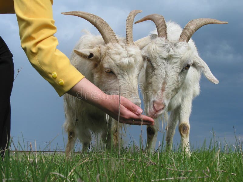 Feeding goats stock image. Image of golden, farm, elegant - 8044711