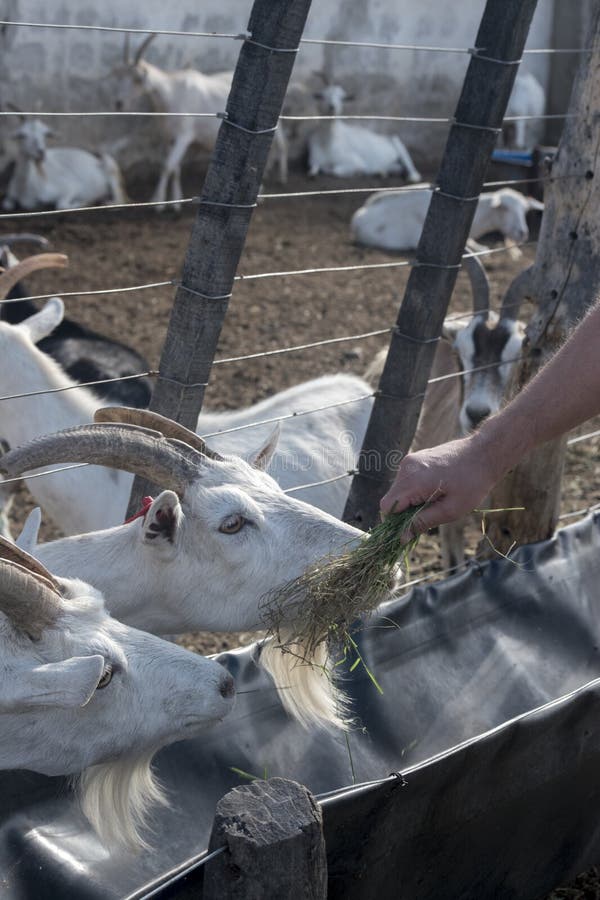 Feeding the Goats in the Barnyard Stock Photo - Image of green ...