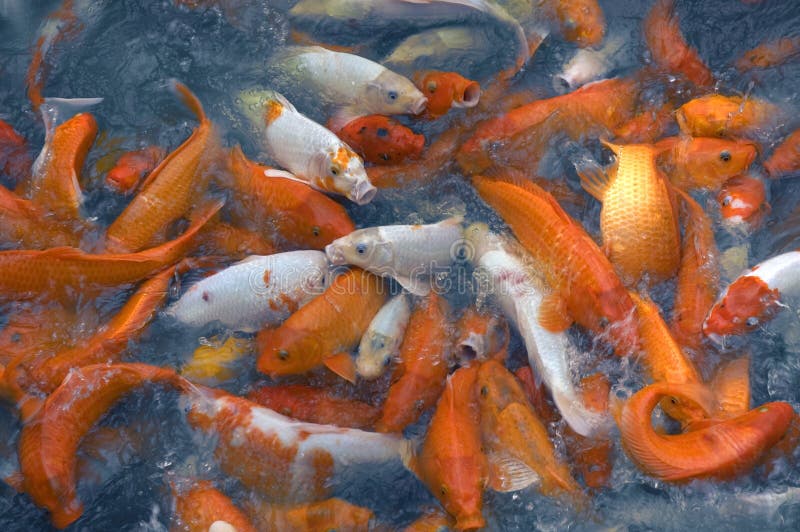 Feeding gold fish stock image. Image of hunger, school - 1103831