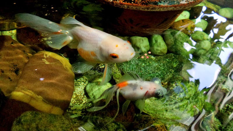 Feeding Gold Fish in Clear Water Pond Stock Photo - Image of fish ...
