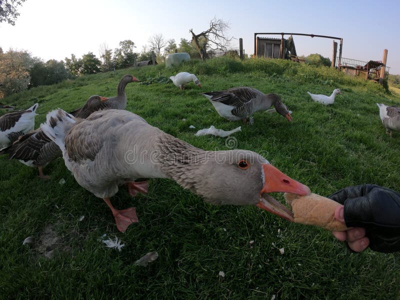 Feeding goose from hand 6 stock image. Image of feather - 225408175
