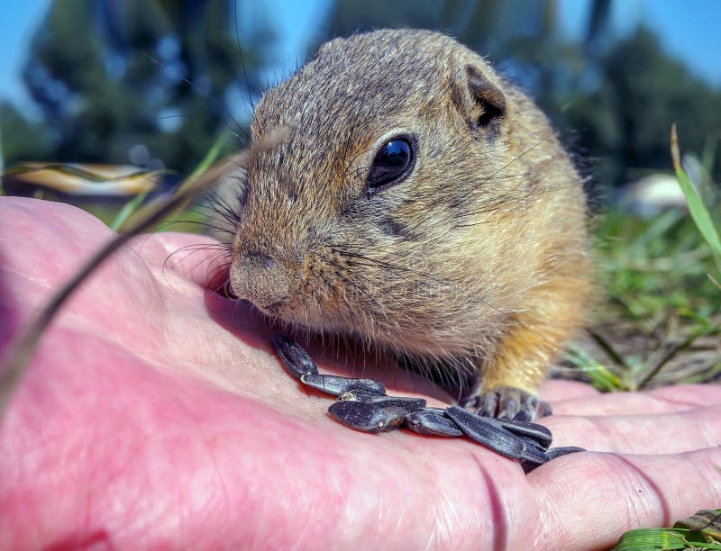 Feeding Gophers by Human at Wild Nature. Gopher is Eating from Human ...
