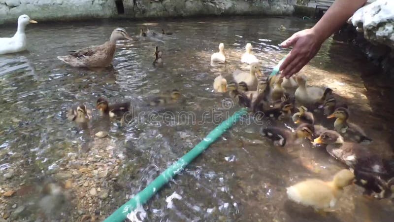 Feeding Group of Duck and Ducklings from Human Hand in the Pond, River ...