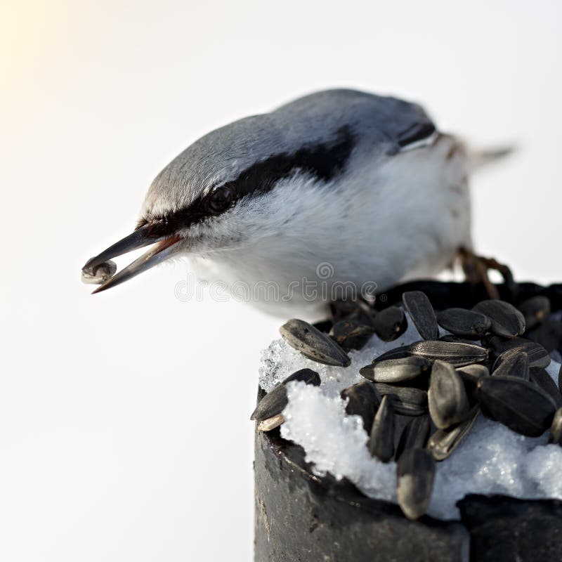 Feeding Hungry Birds in the Winter. Stock Image - Image of ecology ...