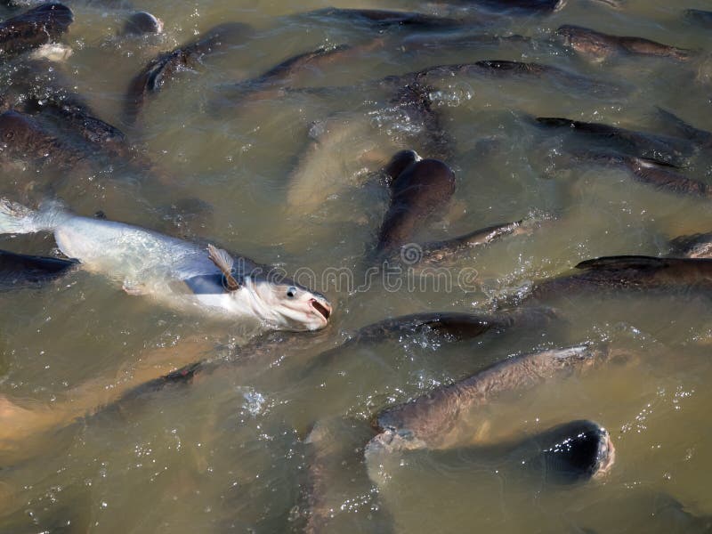 Feeding hungry cat fish. stock image. Image of catfish - 81946955