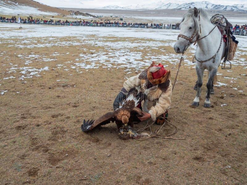 Feeding a Hunting Eagle during Training. Great Predatory Golden Eagle Eats Prey Stock Image ...