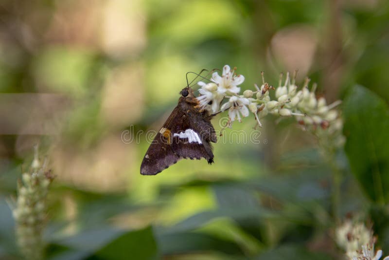 Feeding insect stock photo. Image of nectar, insect - 121766174