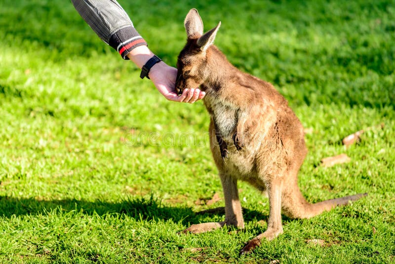 Feeding kangaroo from hand stock image. Image of adorable - 73254955