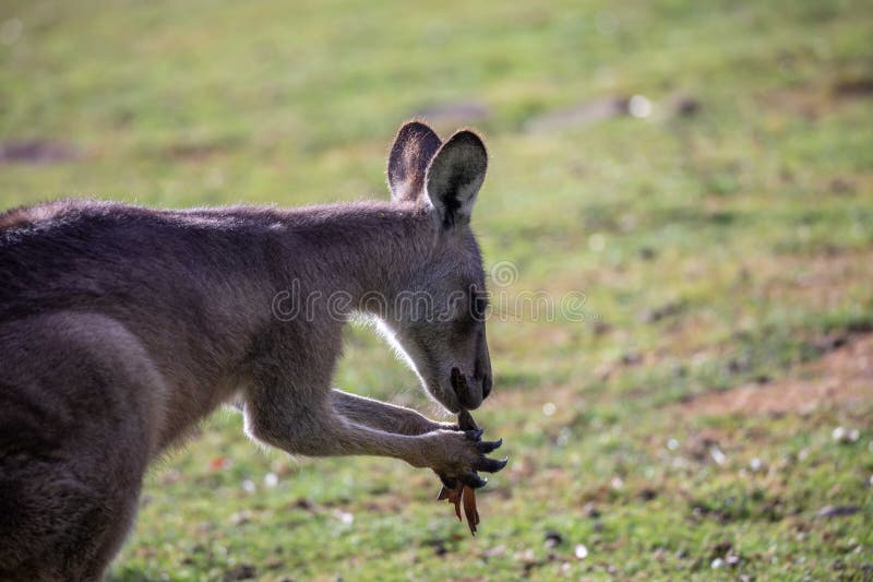 Feeding kangaroo stock photo. Image of eastern, indigenous - 270091072