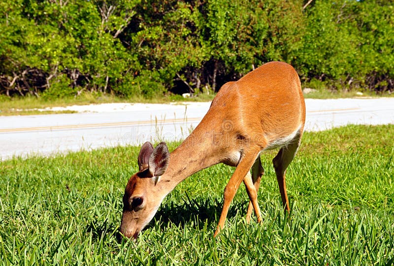 Feeding Key Deer stock image. Image of feeding, grazing - 26623875