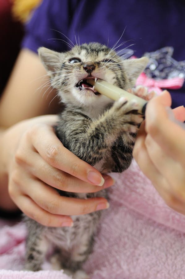 Feeding kitty stock photo. Image of kitty, animal, small - 10719820