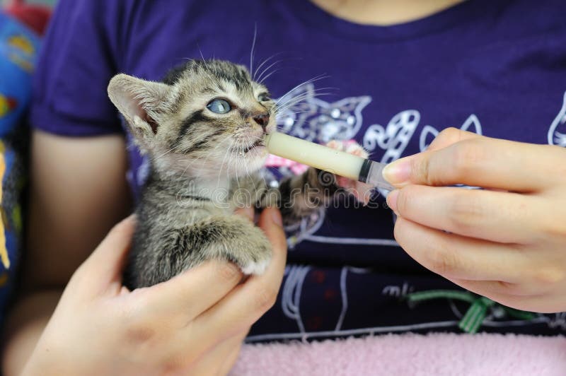 Feeding kitty stock image. Image of lovable, young, feline - 13607935