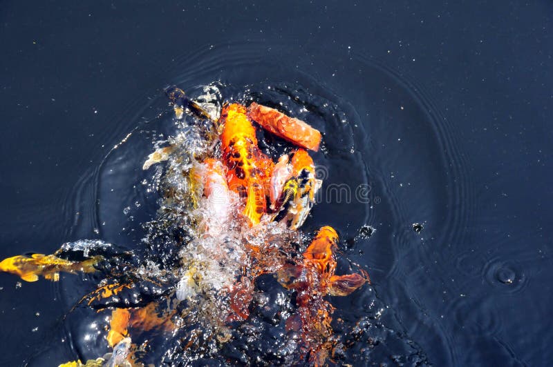 Feeding Koi Fish Picture. Image: 5613833