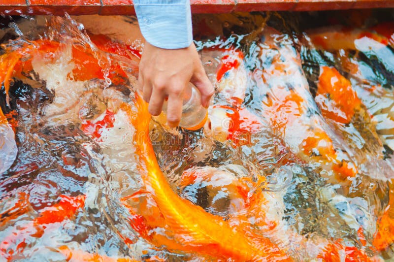 Feeding Koi Fish with Milk Bottle Stock Image - Image of lake, fish ...