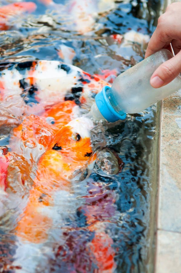 Feeding Koi Fish with Milk Bottle Stock Image - Image of lake, fish ...