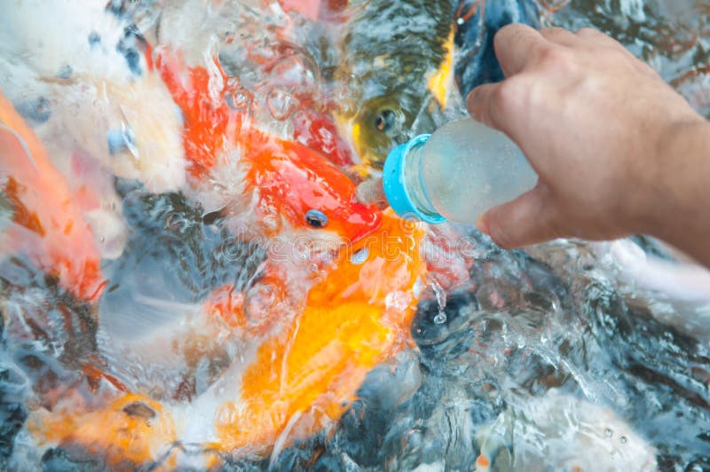 Feeding Koi Fish with Milk Bottle Stock Photo - Image of asian, feed ...