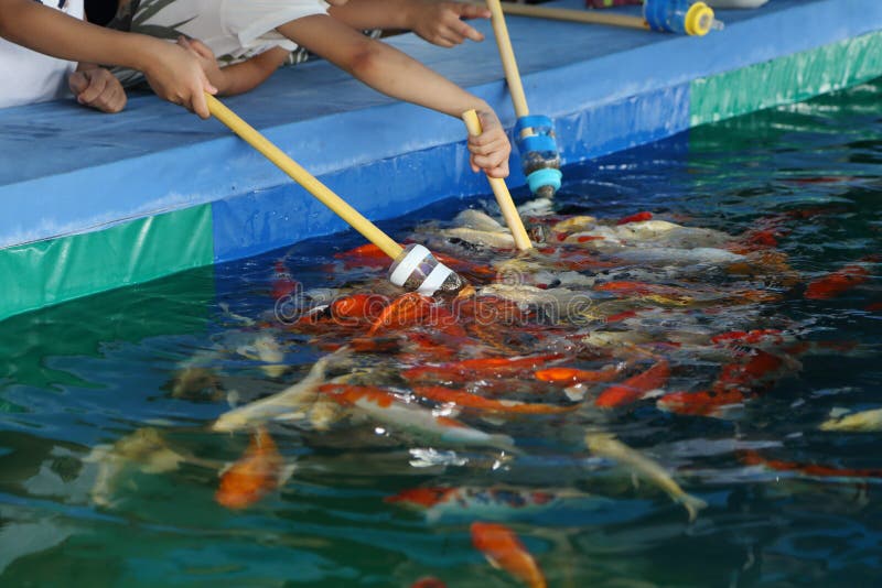 Feeding Koi Fish with Milk Bottle Stock Image - Image of bottle, milk ...