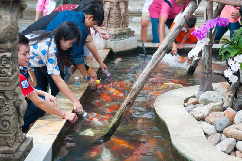 Feeding Koi Fish with Milk Bottle in Farm Editorial Stock Photo - Image ...