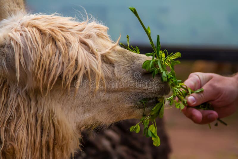 Feeding a Lama stock photo. Image of hand, domestic, alfalfa - 44982190