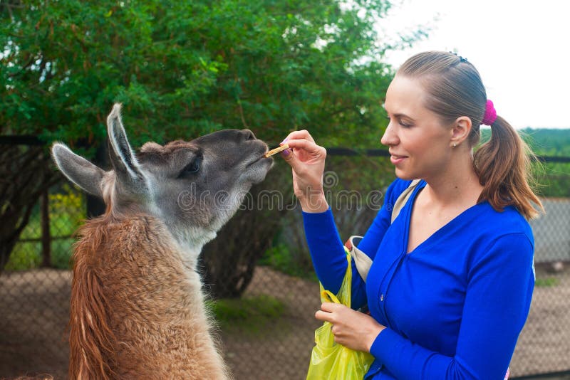 Feeding lama stock image. Image of black, mammal, hunger - 49793503