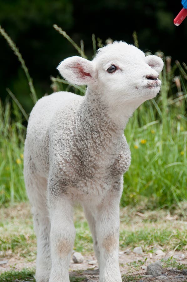Feeding lamb stock image. Image of sheep, drinking, rural - 22067769
