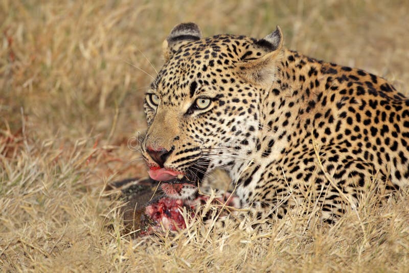 Feeding leopard stock image. Image of leopard, africa - 20781431