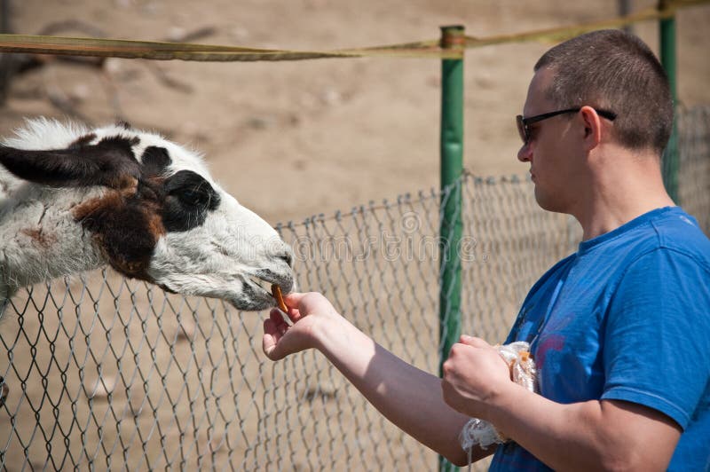 Feeding a Llama stock image. Image of mammal, wildlife - 24723453