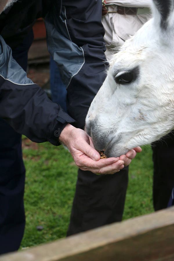 Feeding a Llama stock image. Image of eating, fleece - 43544789