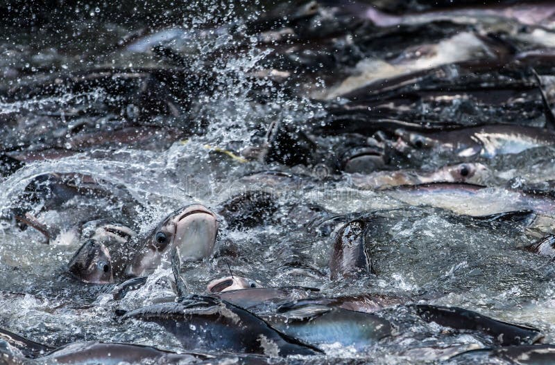 Feeding a Lot of Fish Struggle on the River. Stock Image - Image of ...