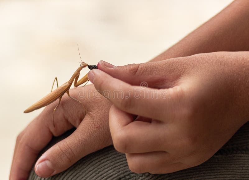 Mantis in the girl s hands stock photo. Image of insect - 229776154