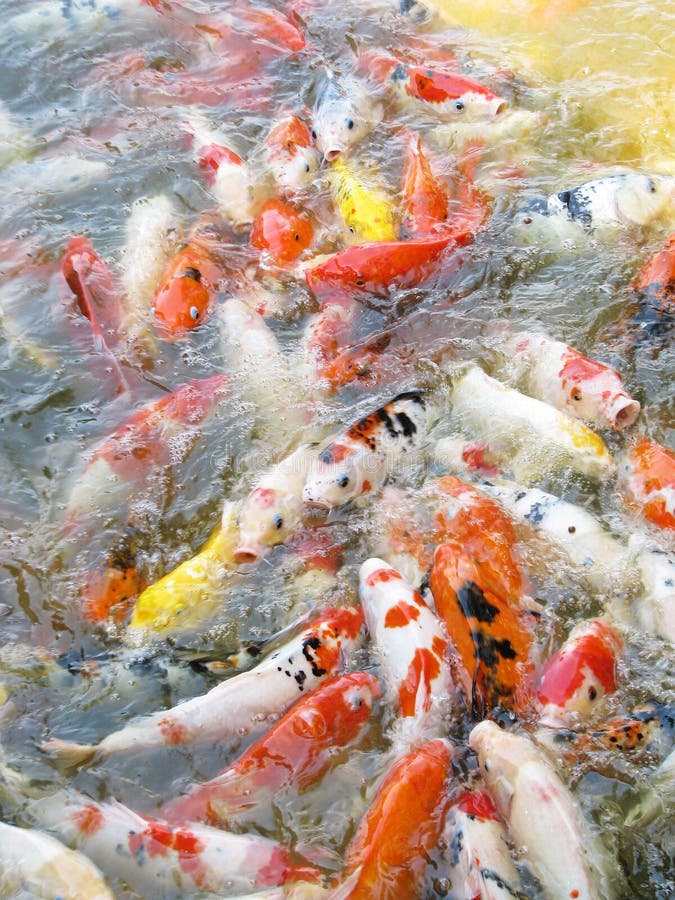 Feeding Many Fishes stock image. Image of fishes, feeding - 50066673