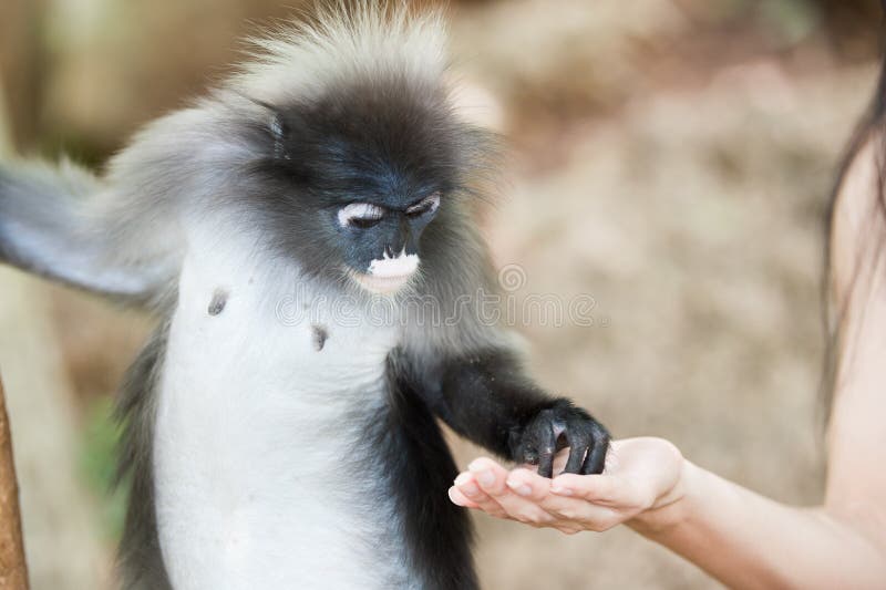 Feeding the monkey. stock photo. Image of assistance - 22527612