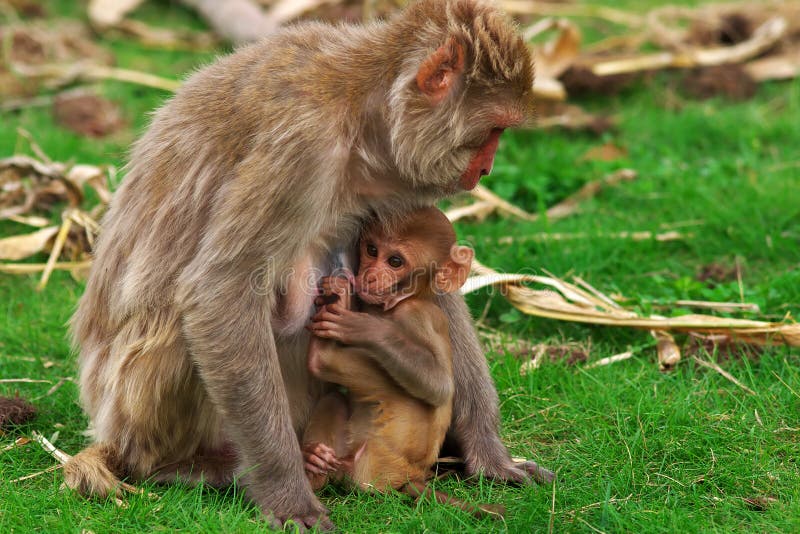 Feeding monkey stock image. Image of primate, monkey, young - 8332829