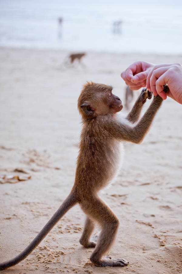 Feeding Monkey stock image. Image of cute, monkey, close - 41305203