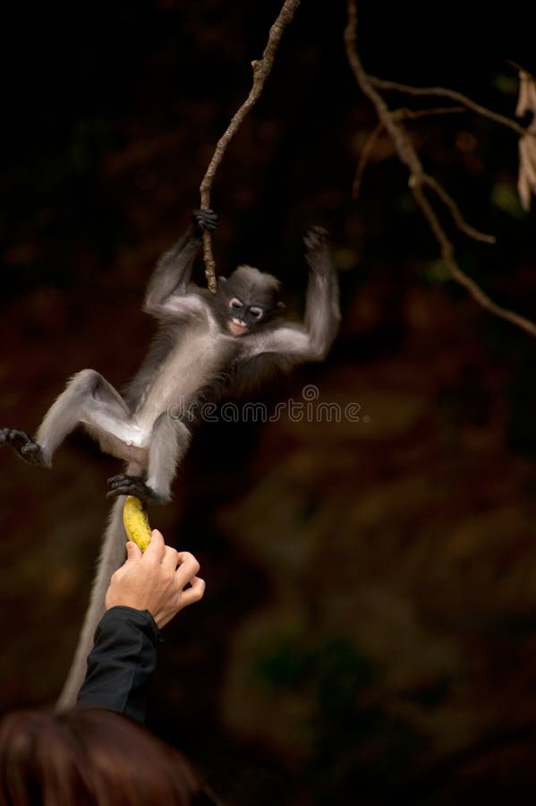 Dangle Feeding Stock Photos - Free & Royalty-Free Stock Photos from ...